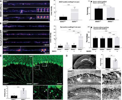 Bace1 Accumulates In Axonal Swellings In Gga3 −− Neurons A Single