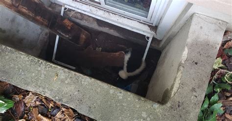 A Client Was Sprayed By A Skunk In Toronto On Brilliex Pest Control