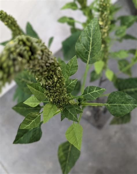 Male Palmer Amaranth Exhibit Farm The Leader In Agricultural