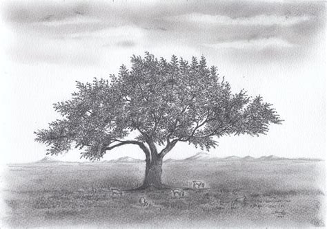 Walnut Tree Pencil Drawing Shweta Mahajan Artfinder