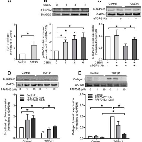 Effects Of Transforming Growth Factor β1 Tgf β1 On Cell Morphology Download Scientific