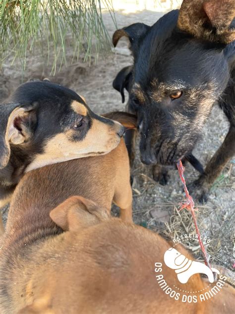 Onde Há Gato Não Há Rato Ontem A Sanko Foi Ao Veterinário Mostrar As Patinhas á Dra Joana