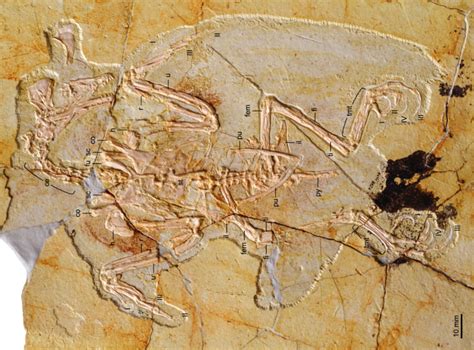 What Are Trace Fossilsand Why Are They So Important Dino World