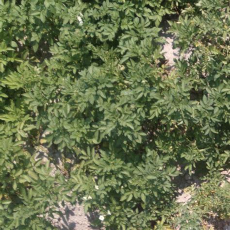 Detecting Healthy Object Detection Dataset By Object Detection