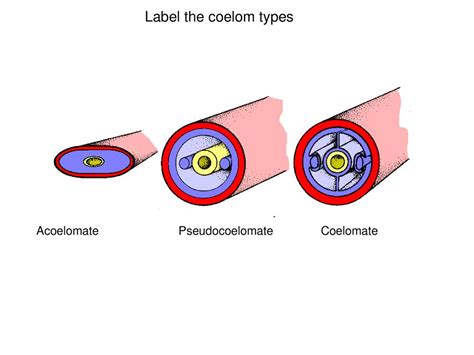 Platyhelminthes And Nematoda The Answers Will Be Shown When You Click The Mouse So Answer All The