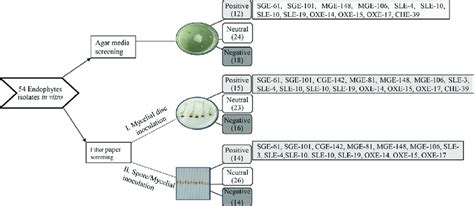 Schematic Representation Of Different Approaches Employed For In Vitro Download Scientific