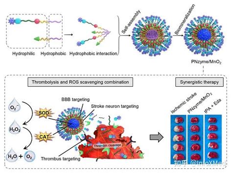Advanced Materials 多肽抗氧化纳米酶治疗缺血性脑卒中取得新进展 知乎