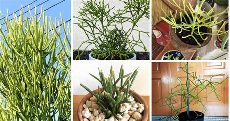 The Ultimate Guide To Caring For Medusa Hair Succulent Euphorbia