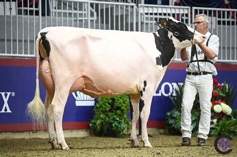 Royal Holstein 2022 5543 Alberta Holstein Association