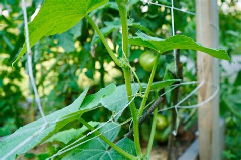 Pruning Cucumbers For Maximum Yields Geeky Greenhouse