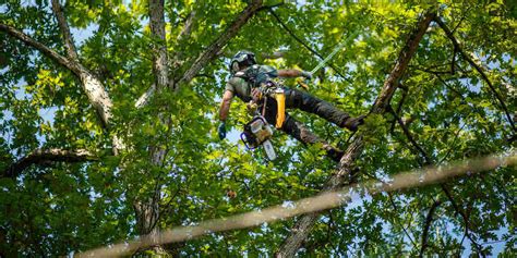 Dead Tree Branches Why Remove Them In Grabill In