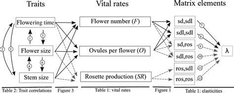 Conceptual Path Diagram Of How Trait Elasticities Link Traits Vital