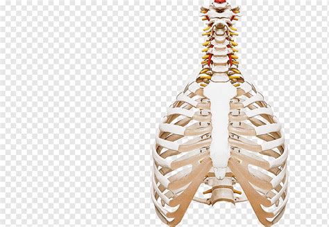 건강 의학 인체 의사 척추 교정 지압 요법 건강 의학 인체 의료 Png Pngwing