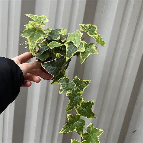 Trailing Ivy