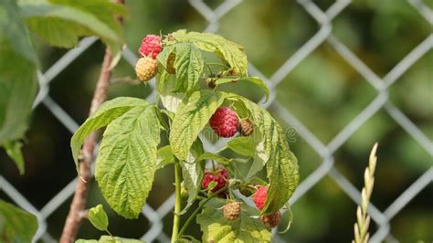 Raspberries Ripe Raspberries On The Bush In Raspberry And Yellow Color