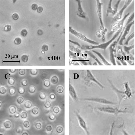Pdf In Vitro Proliferation Of Mononucleated Suspension And Adherent Cells From Mouse And Human