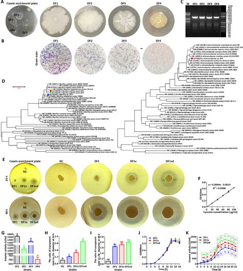 Figure 1 From Assisted Fermentation By A Modified Bacillus Subtilis Strain Producing Protease