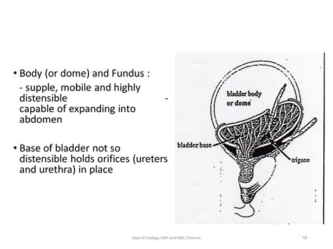 Urinary Bladder Anatomy 1 Pdf