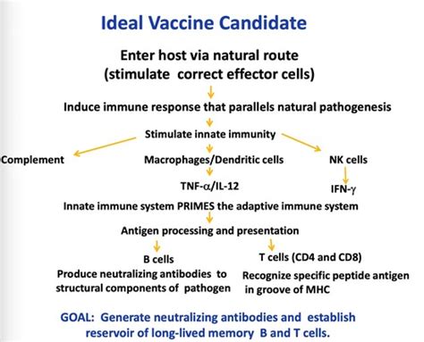 Immunological Memory And Vaccination Exam 3 Flashcards Quizlet