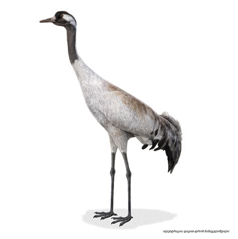 რუხი წერო Map