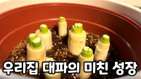 집에서 대파 키우기 우리집 대파는 20일 후 얼마나 자랐을까 Youtube
