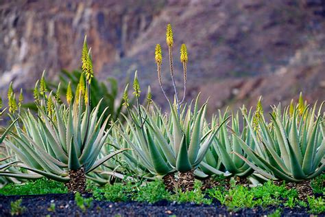 집과 정원을 장식할 수 있는 알로에 베라 20종
