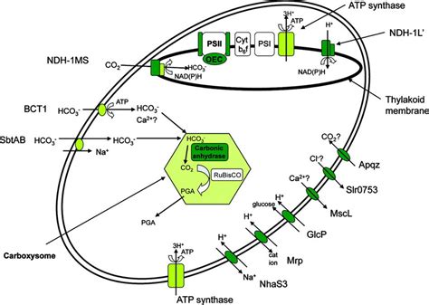 Model Of A Synechocystis Sp Strain Pcc 6803 Cell Showing The