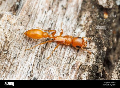 Apache Twig Ant Pseudomyrmex Apache Stock Photo Alamy