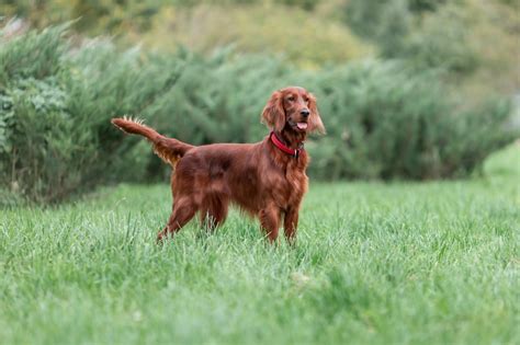 Le Setter Irlandais Rouge Un Chien De Grande Taille Intelligent Et