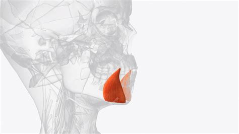 Premium Photo The Depressor Anguli Oris Muscle Triangularis Muscle Is
