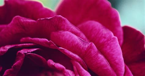 How To Get Selenium On A Vegan Diet Top Plant Sources Tips And