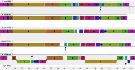 Multiple Sequence Alignments Of H Ovis Genomes Using Mauve The