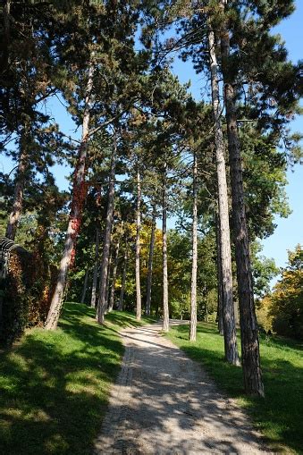 프라하 스트라호프 공원의 무성한 녹색 나무와 잔디로 둘러싸인 길의 아름다운 전망 0명에 대한 스톡 사진 및 기타 이미지 0명 나무 녹색 Istock