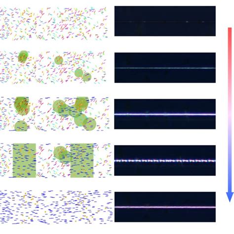 Schematic Representation Of The Isotropic Nematic Phase Transition And Download Scientific