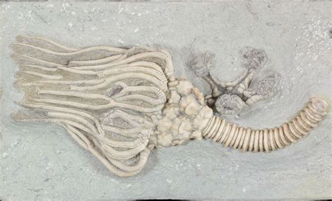 Crinoid Fossils For Sale