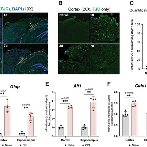 Regional Specificity Of Cell Death And Glial Proliferation After Cci A