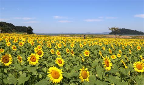 금빛 해바라기 은빛 바다 쪽빛 하늘에 가을이 일렁인다 테마여행