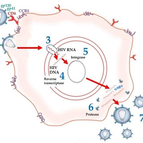 Mechanism Of SiRNA Activity RNA Induced Silencing Complex RISC Download Scientific Diagram