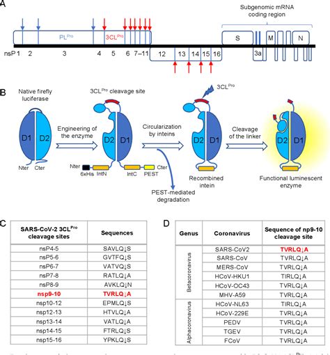 Figure 1 From A Bioluminescent 3clpro Activity Assay To Monitor Sars Cov 2 Replication And