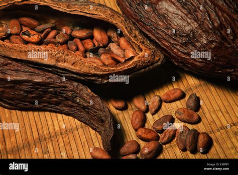 Cocoa Beans Nut Husks With Chocolate Beans Inside Theobroma Fruit Stock Photo Alamy