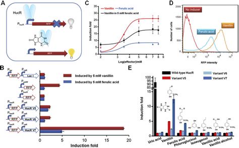 Development And Characterization Of A Novel Regulatory Component
