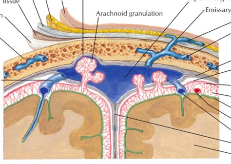 Scalp Diagram Diagram Quizlet