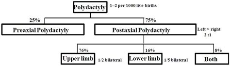 Limb Involvement In Postaxial Polydactyly Download Scientific Diagram