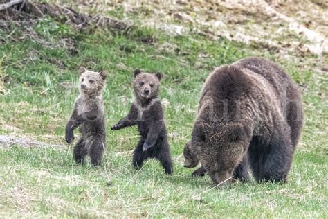 Grizzly Cubs Standing Hind Legs Sow Tom Murphy Photography