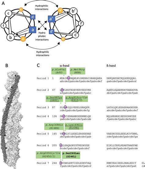 A Tropomyosins Form α Helical Coiled Coil Dimers Via A Seven Residue
