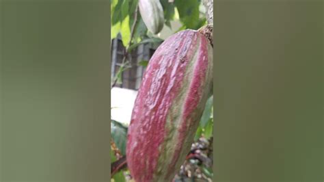 cocoa bean 🫘🫛 ytshorts food ytshorts asmrfood batangas shorts