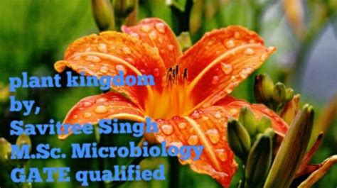 Neet Ug Reproduction In Algae Vegetative Asexual And Sexual Reproduction In English