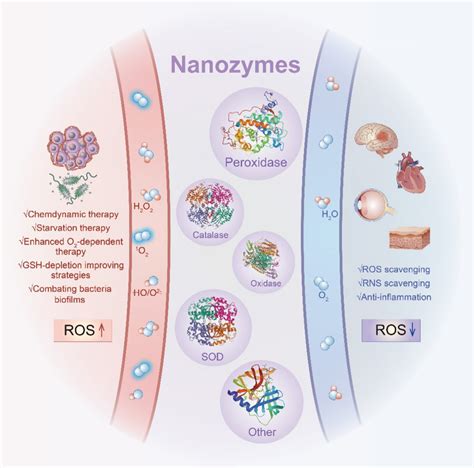 Nanozymes Recent Development And Biomedical Applications Pmc