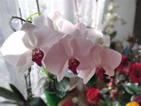 4 знаки Зодіаку яким астрологи пророкують довгоочікуване весілля в