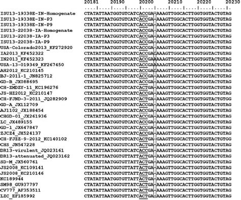 alignment of partial orf1b nucleotide sequences of 33 pedv strains with